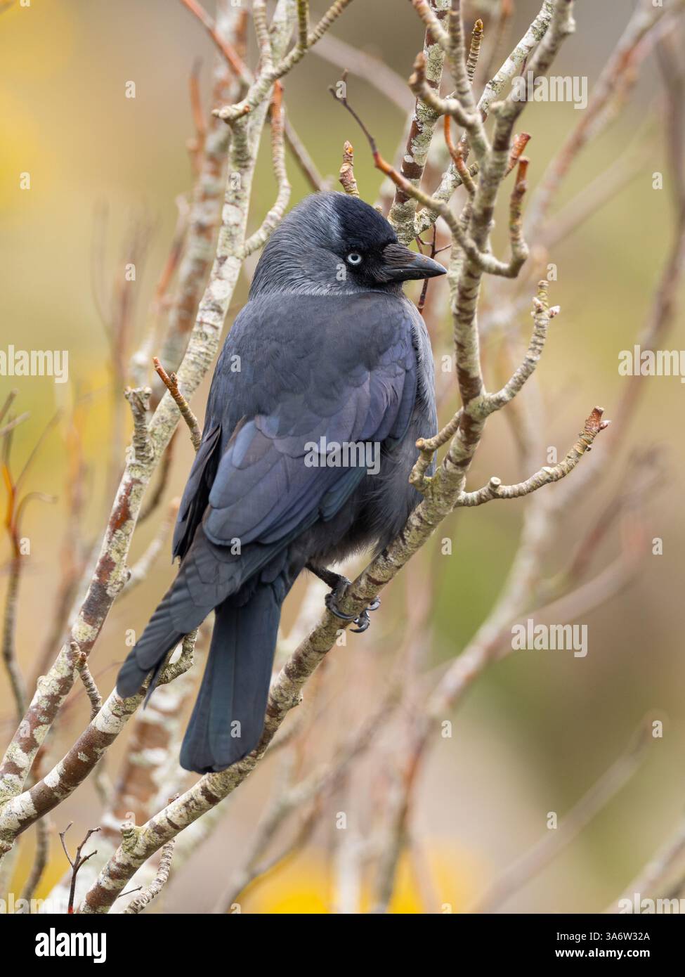 Jackdaw in a tree UK [ Corvus Monedula ] Stock Photo - Alamy