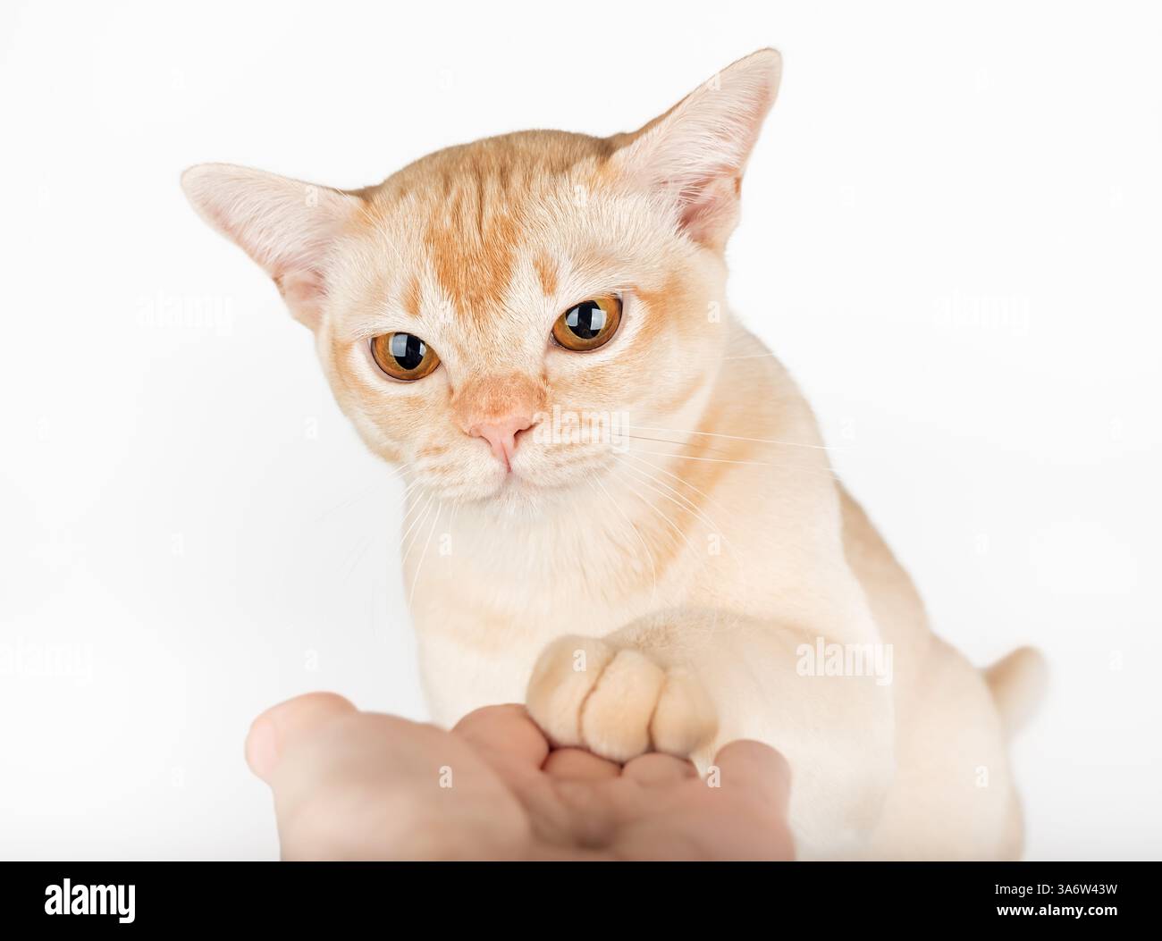Front view. Burmese cream kitten places paw on human palm Stock Photo ...