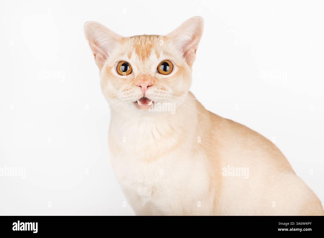 Portrait of Burmese cream cat with open mouth on white background ...
