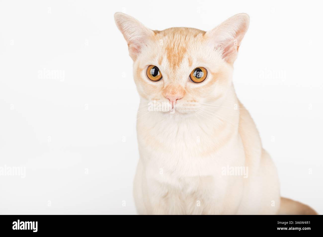 Portrait of Burmese cream cat on white studio background. Pedigree cat ...