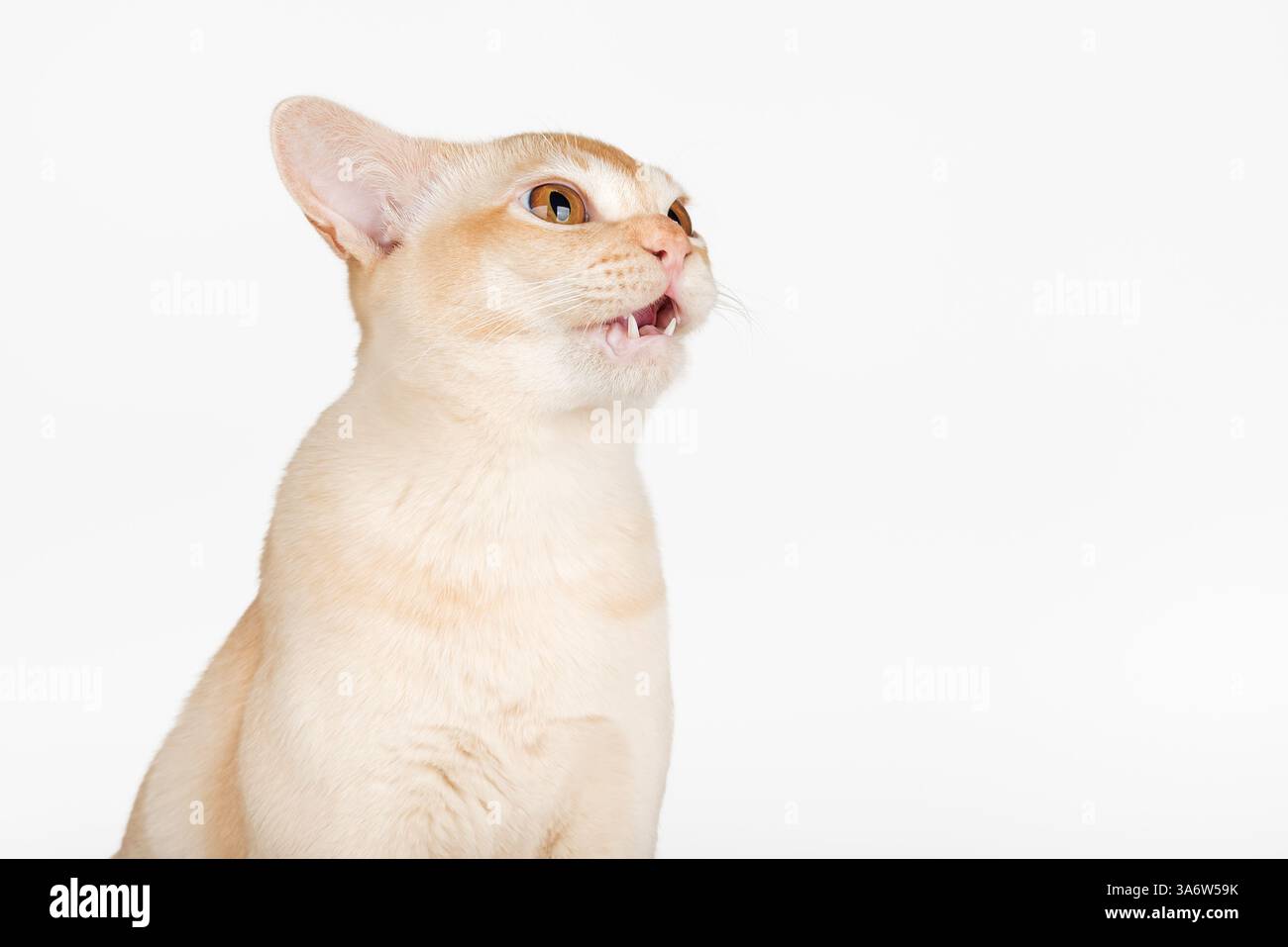 Portrait of Burmese cream cat with open mouth on white background ...