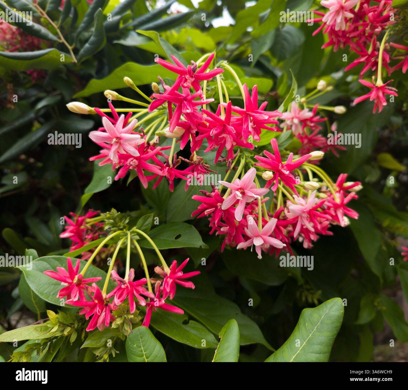Combretum indicum, commonly known as the Rangoon creeper or Burma ...