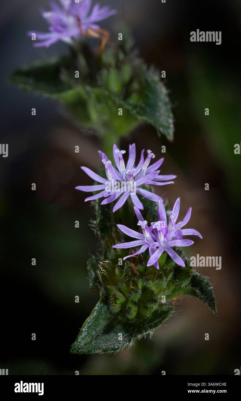 Wooly Elephants Foot Wildflower ,Elephantopus tomentosus L Stock Photo ...