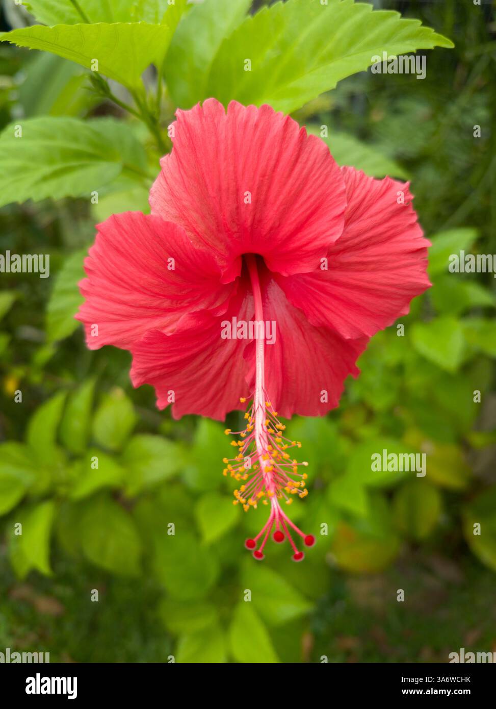 Bunga Raya, Hibiscus, Malaysia's national flower Stock Photo - Alamy