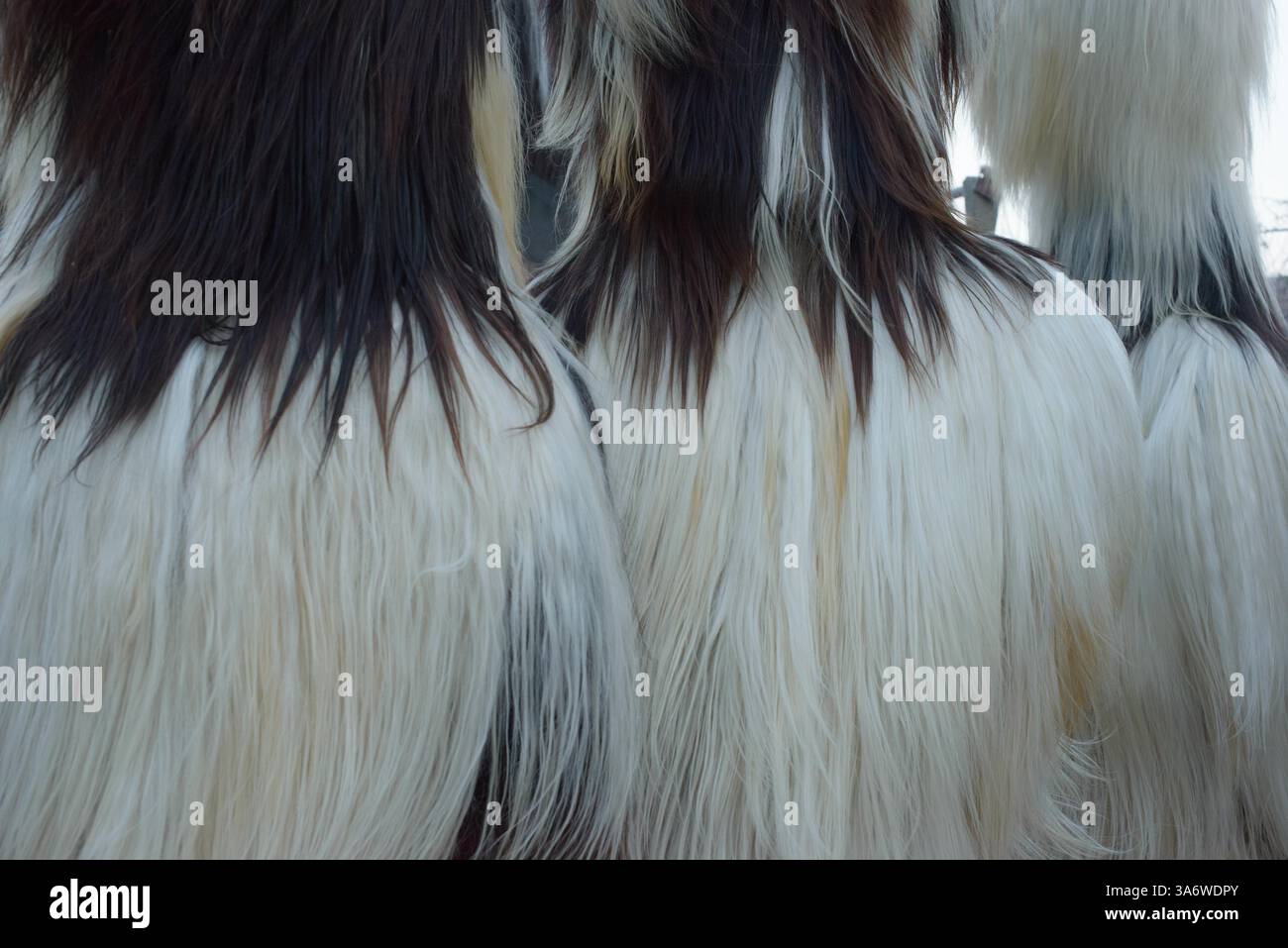 Fur bring texture hi-res stock photography and images - Alamy