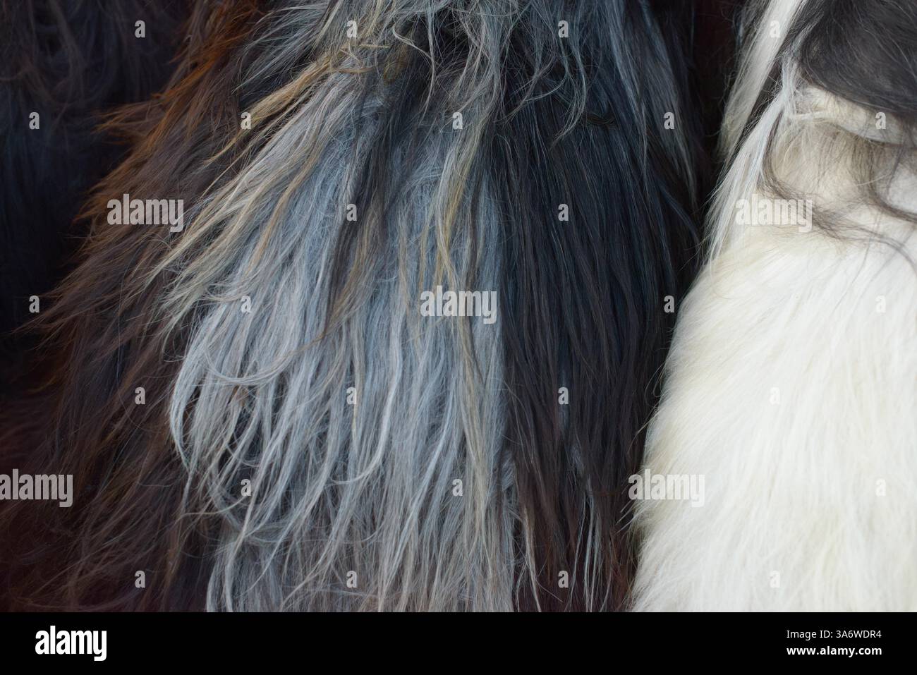 Close-up detail of Kukeri fur costumes made from long-haired goat hair ...