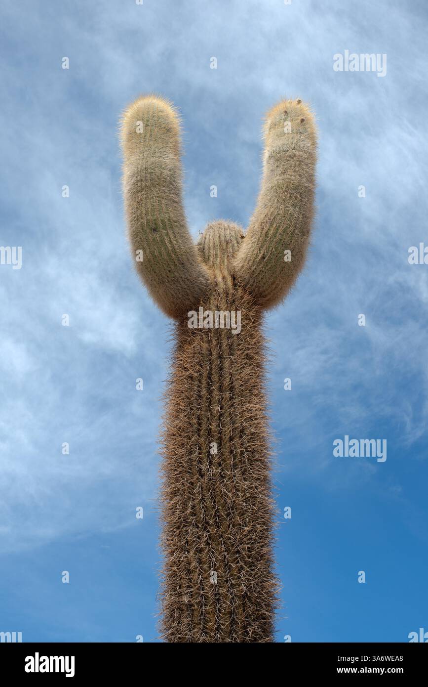 A tall saguaro cactus seen from below, its raised arms extending into a ...