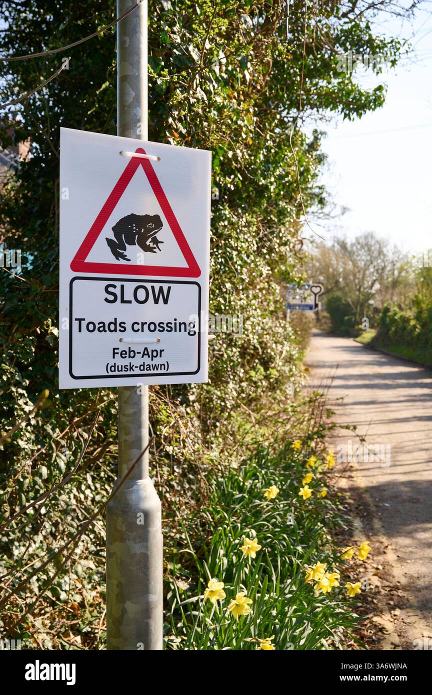 Slow down toads crossing road in early spring,Lancashire,uk Stock Photo ...