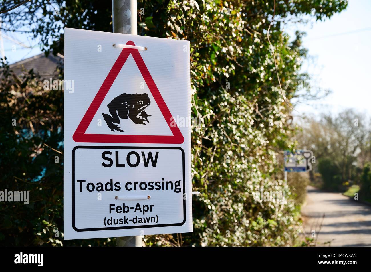 Slow down toads crossing road in early spring,Lancashire,uk Stock Photo ...