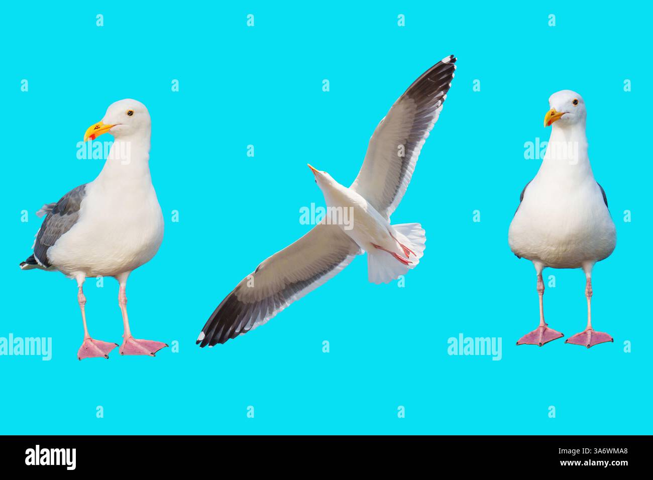 Three distinct bird species hi-res stock photography and images - Alamy