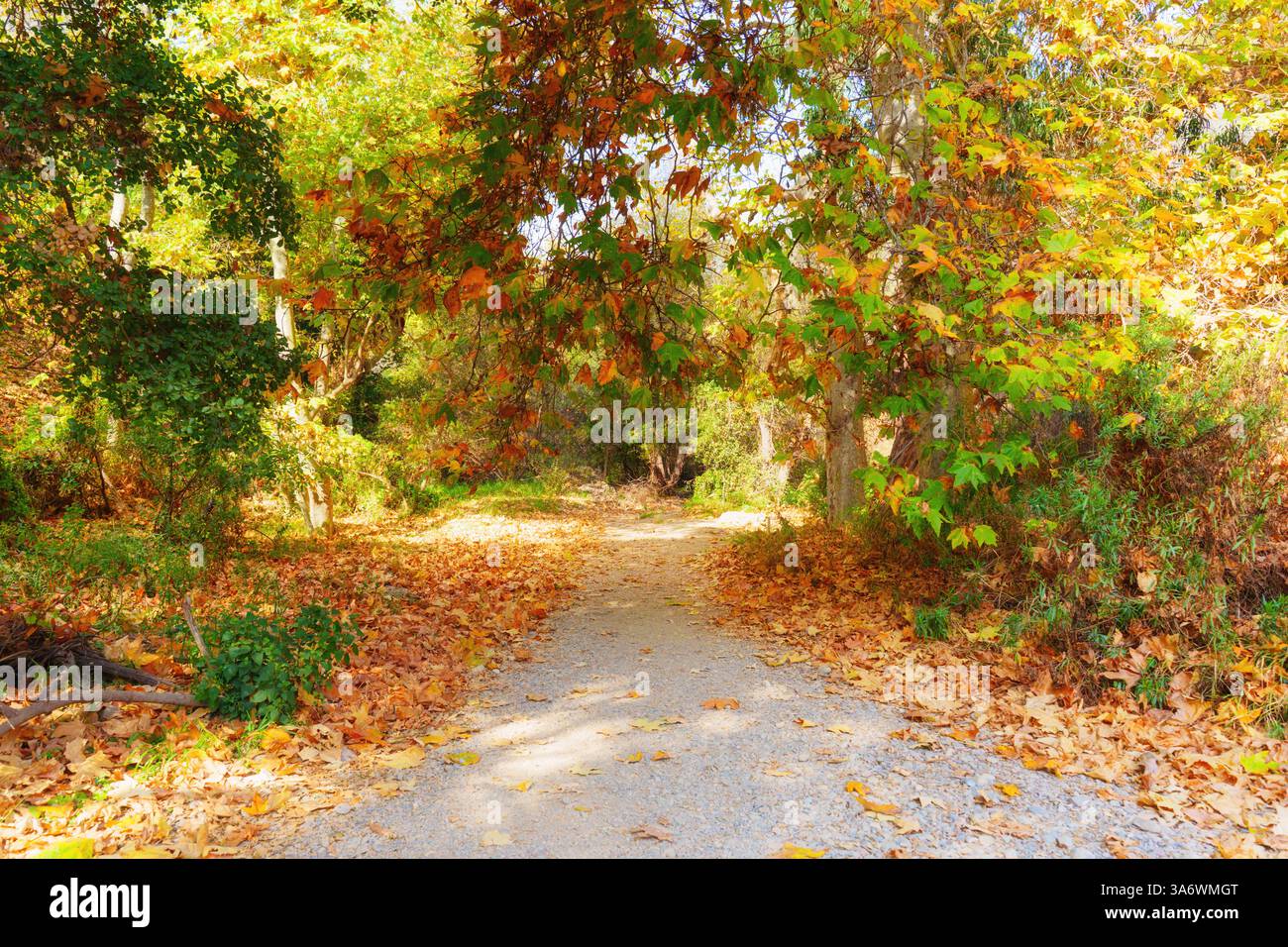 Serene gravel pathway adorned with fallen leaves, framed by colorful ...