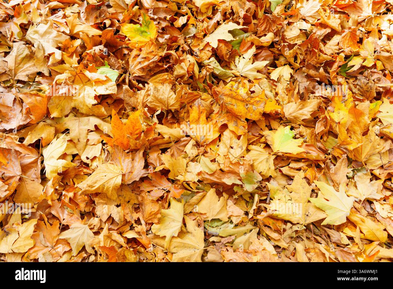 Golden orange autumn leaves covers hi-res stock photography and images ...