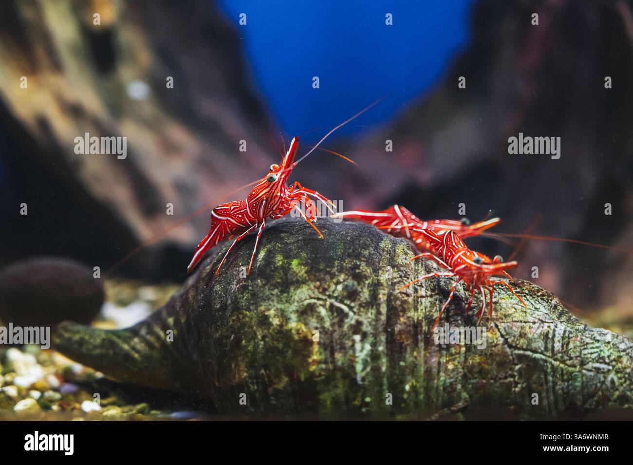 Nice vivid sea Rhynchocinetes durbanensis dancing camel shrimp in ...