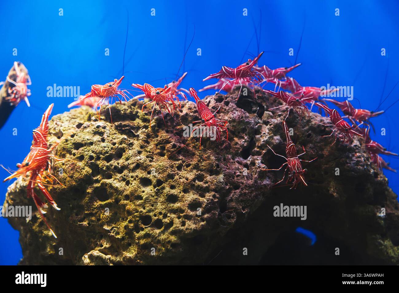 Nice vivid sea Rhynchocinetes durbanensis dancing camel shrimp in ...