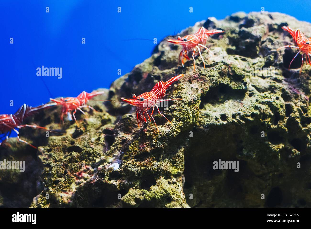 Nice vivid sea Rhynchocinetes durbanensis dancing camel shrimp in ...