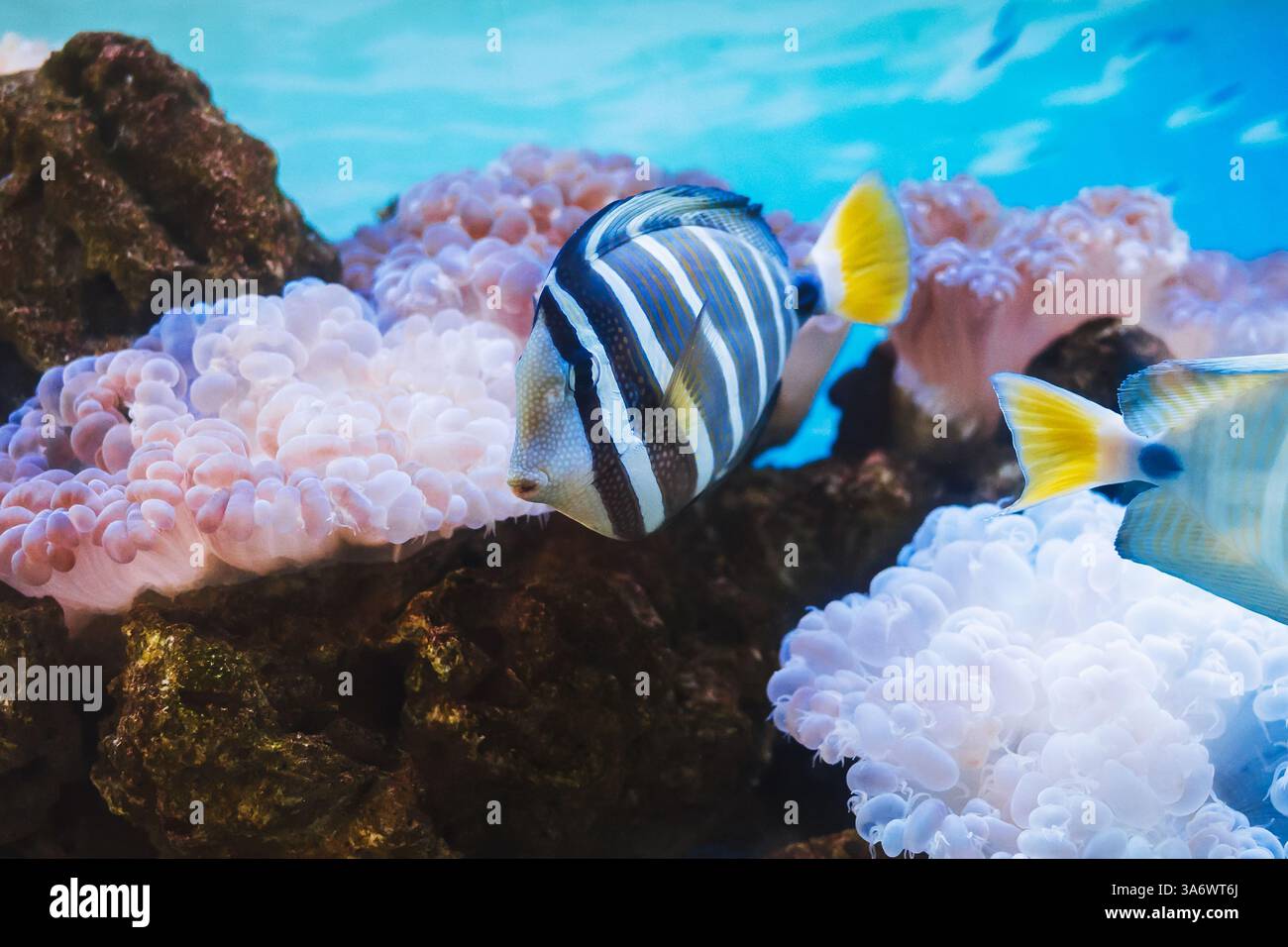 Sailfin tang fish in close up, a tropical and colorful aquarium pet ...