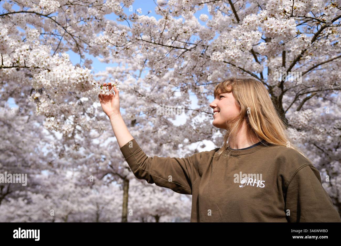RHS Horticulturalist Chloe Knight looks at a Yoshino Cherry tree ...