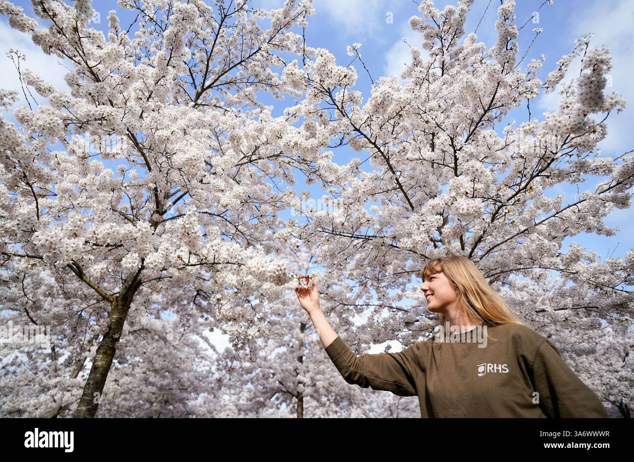 RHS Horticulturalist Chloe Knight looks at a Yoshino Cherry tree ...