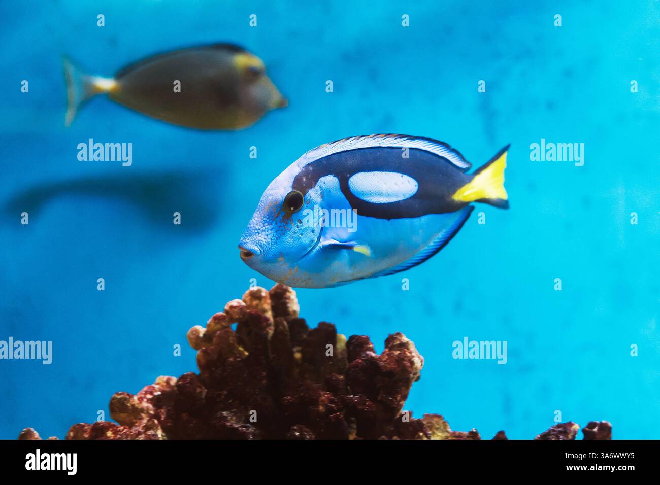 Powder blue surgeonfish in a saltwater aquarium on a coral background ...