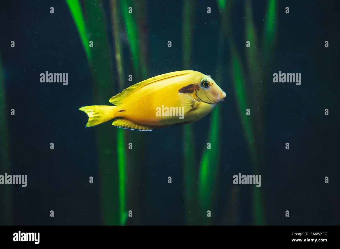 Orangeshoulder surgeonfish hi-res stock photography and images - Alamy