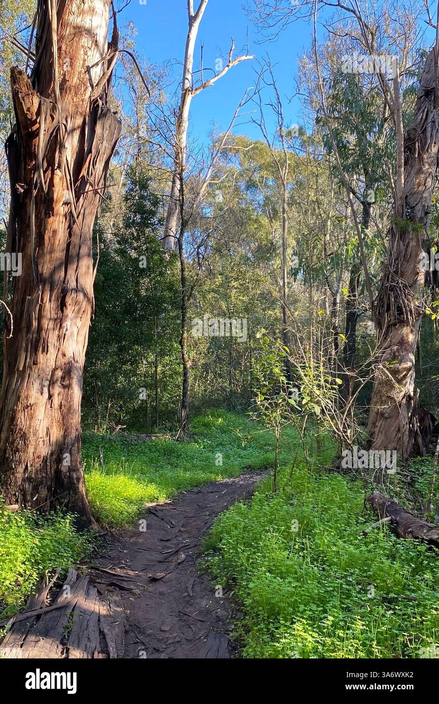 Calm trail in woods, leafy forest path, great for peaceful nature ...