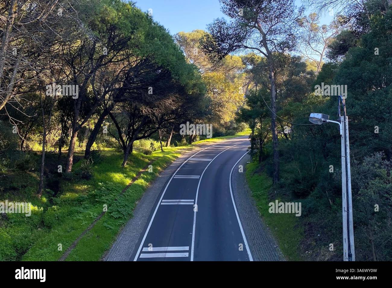Green forest road, hiking journey through peaceful trees Stock Photo - Alamy
