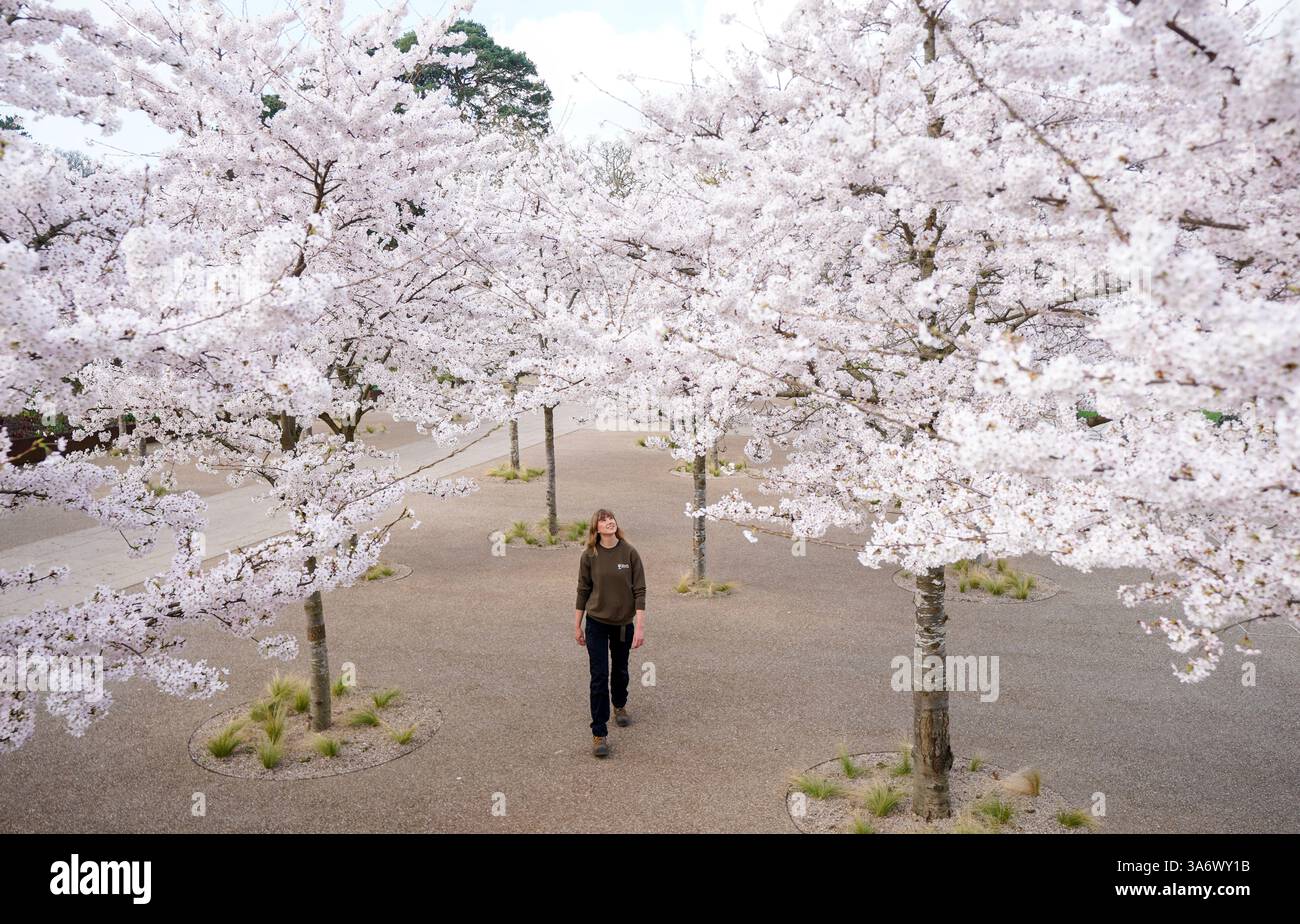 RHS Horticulturalist Chloe Knight walks past Yoshino Cherry trees ...