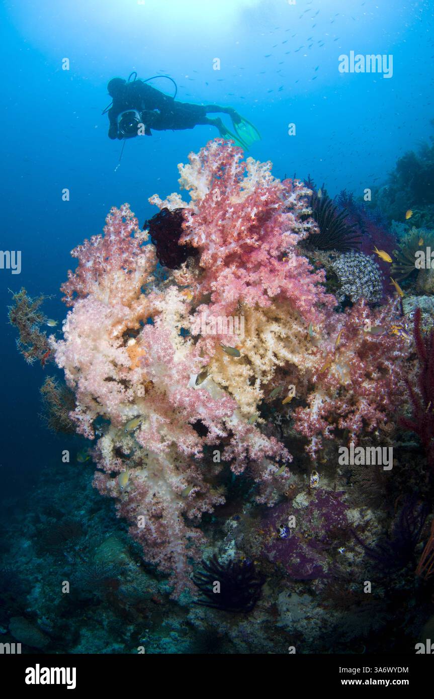 March 25, 2011 - Soft corals on a tropical reef, Dendronephthya sp ...
