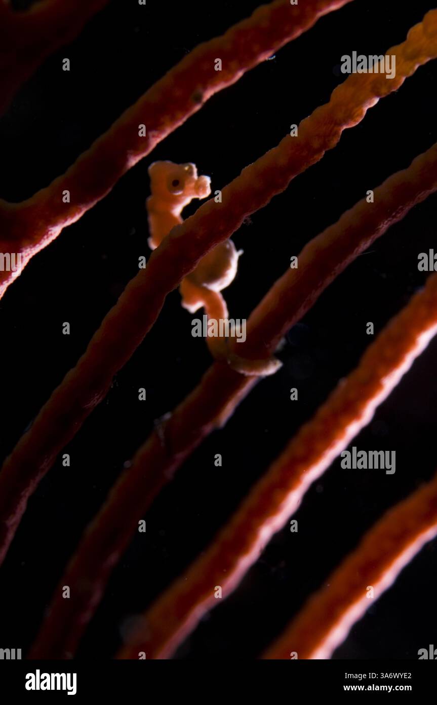 Nov. 17, 2010 - Denise pygmy seahorse portrait, Hippocampus denise, in ...