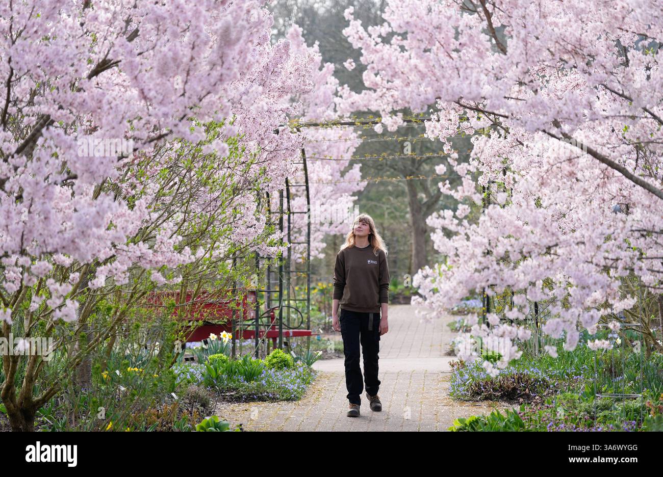 RHS Horticulturalist Chloe Knight looks at weeping cherry 'Rosea' trees ...
