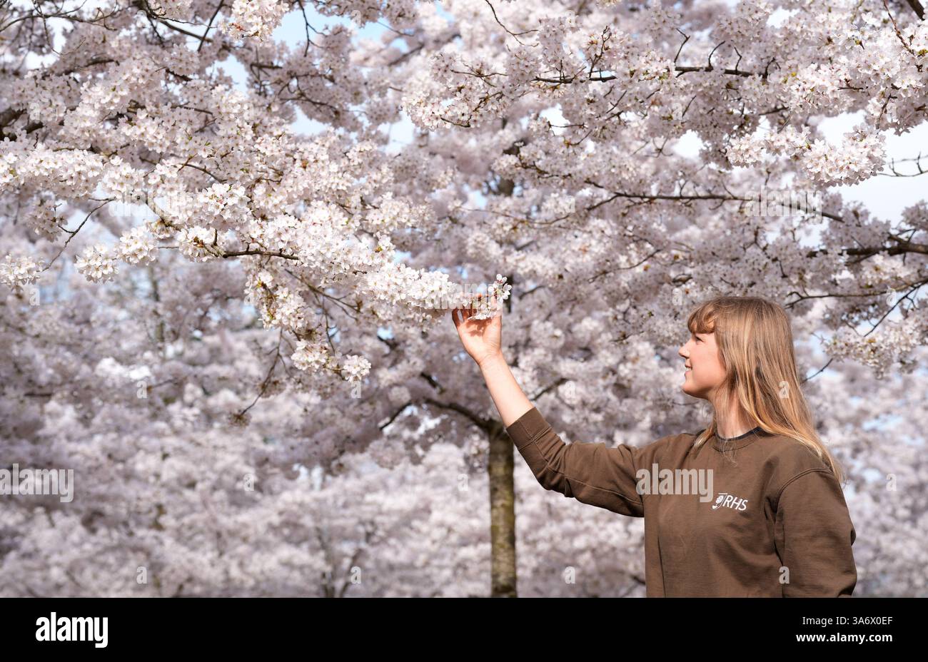 RHS Horticulturalist Chloe Knight looks at a Yoshino Cherry tree ...