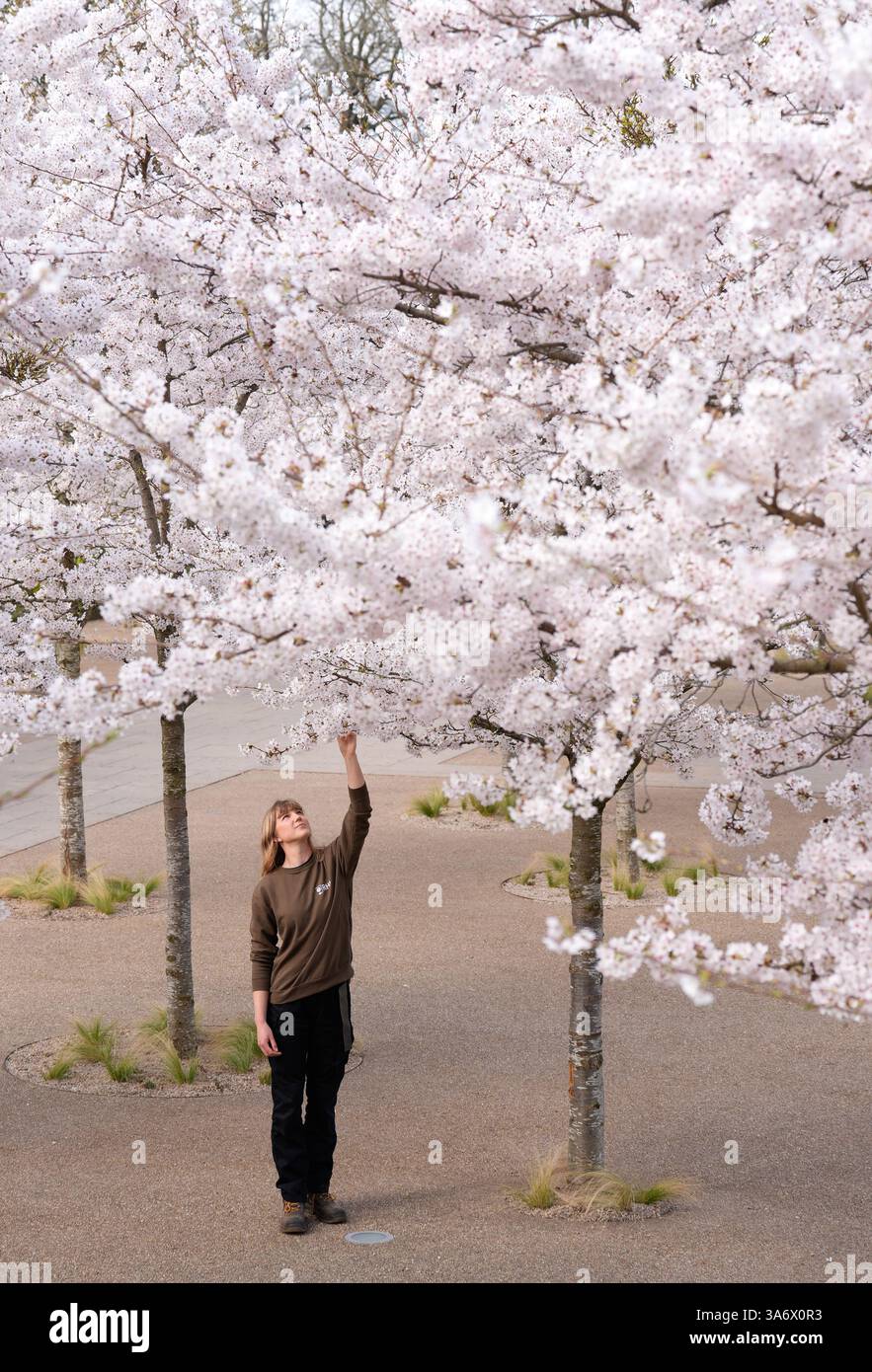 RHS Horticulturalist Chloe Knight looks at a Yoshino Cherry tree ...