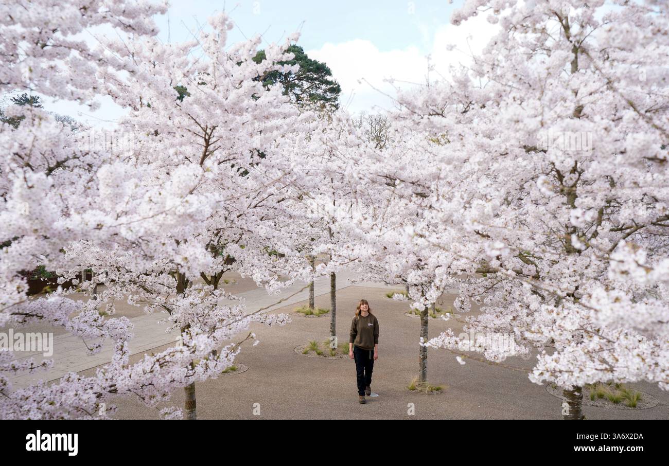 RHS Horticulturalist Chloe Knight walks past Yoshino Cherry trees ...