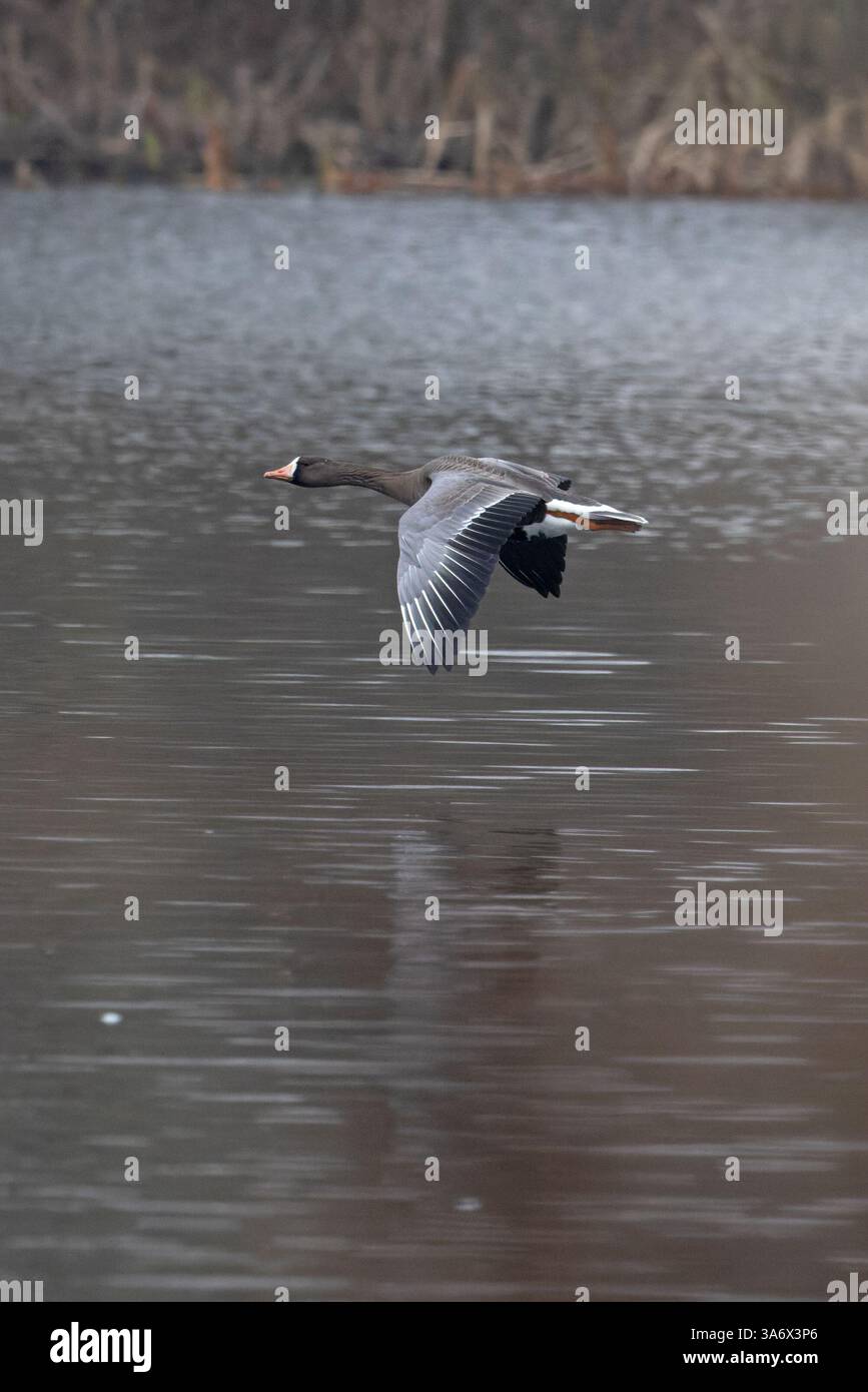 Eurasian White-fronted Goose (Anser albifrons) Norfolk January 2025 ...