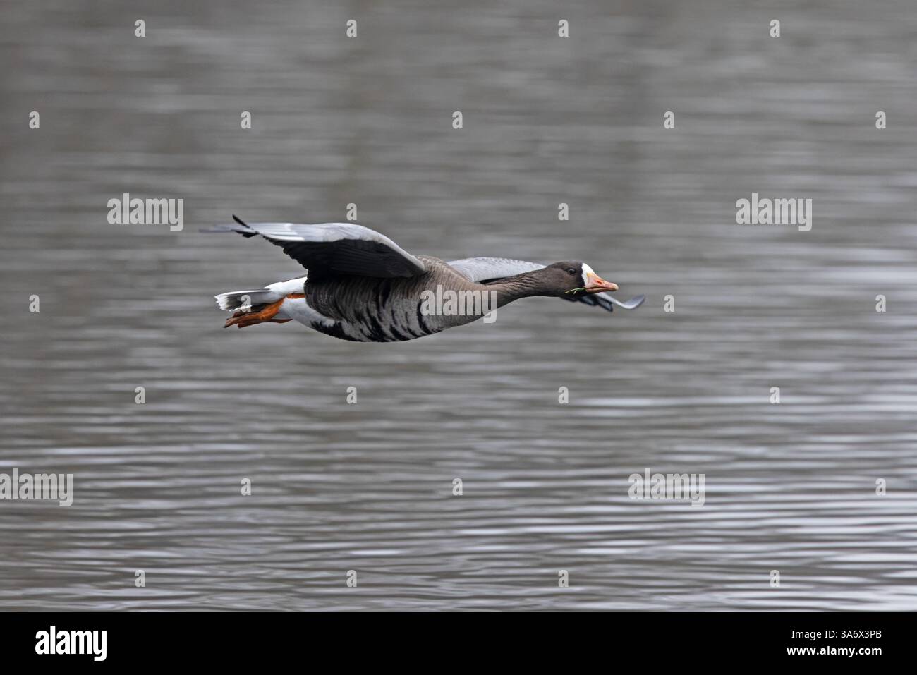 Eurasian White-fronted Goose (Anser albifrons) Norfolk January 2025 ...