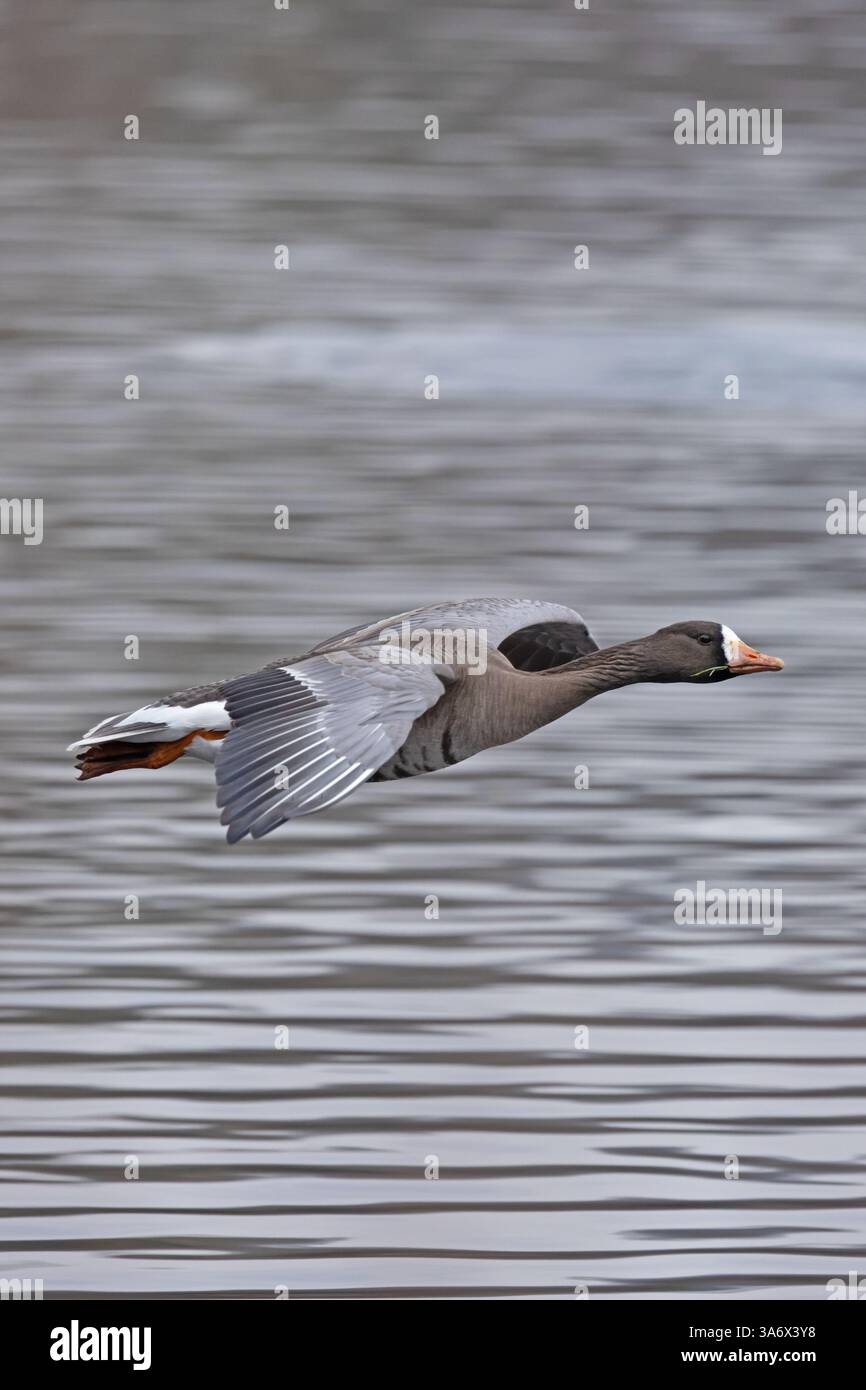 Eurasian White-fronted Goose (Anser albifrons) Norfolk January 2025 ...