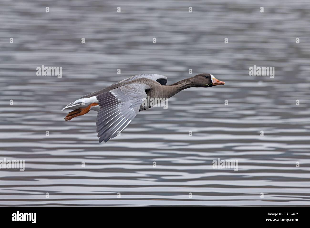 Eurasian White-fronted Goose (Anser albifrons) Norfolk January 2025 ...