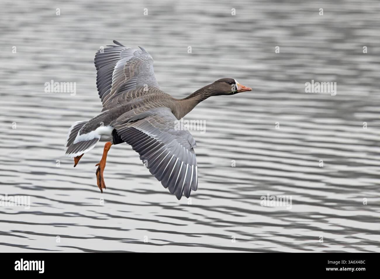 Eurasian White-fronted Goose (Anser albifrons) Norfolk January 2025 ...