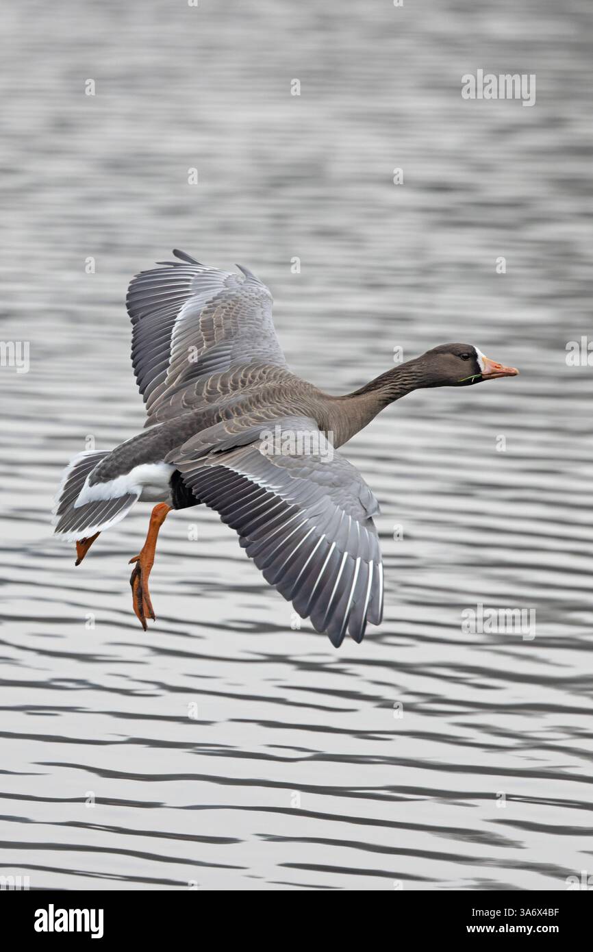 Eurasian White-fronted Goose (Anser albifrons) Norfolk January 2025 ...