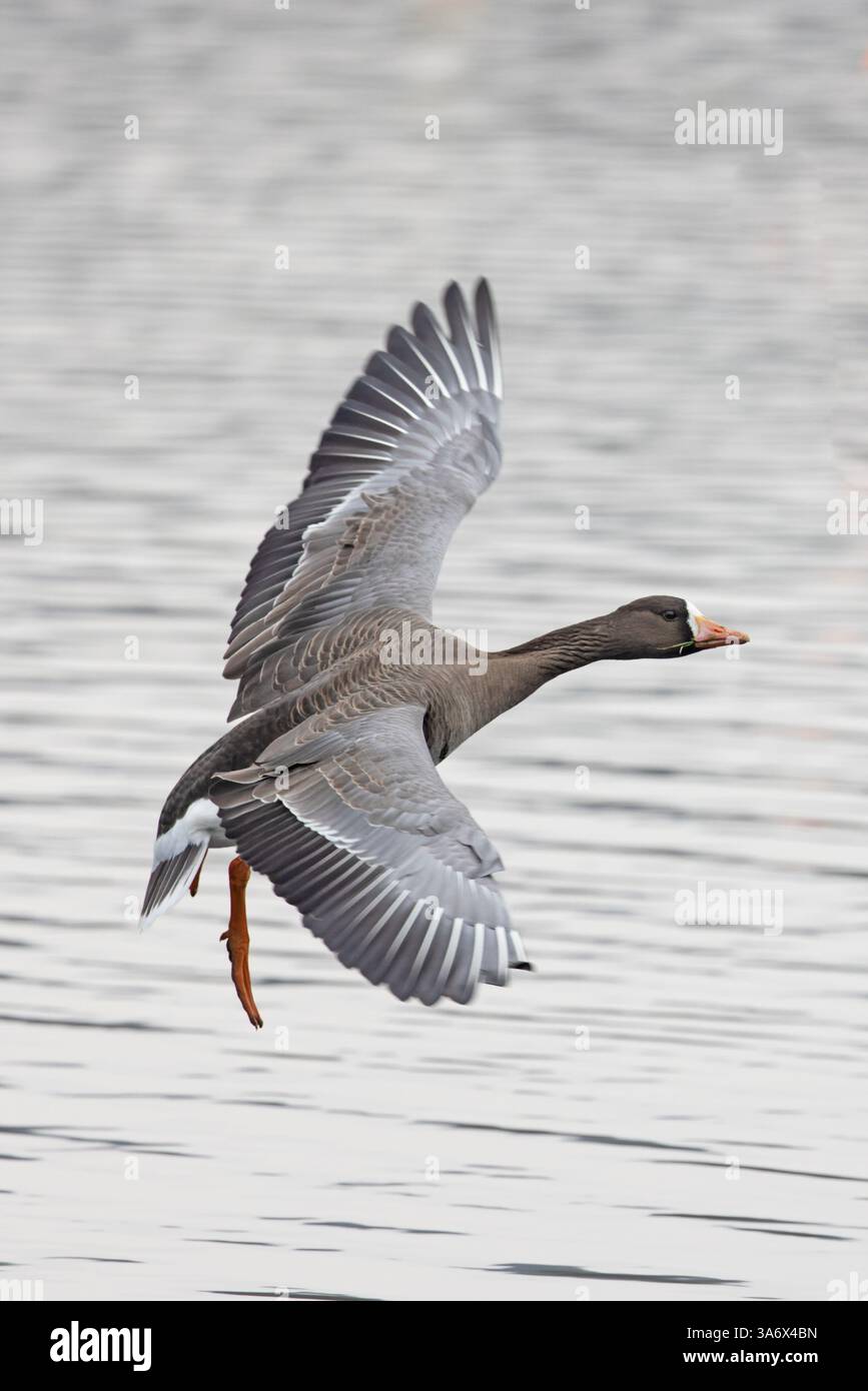 Eurasian White-fronted Goose (Anser albifrons) Norfolk January 2025 ...