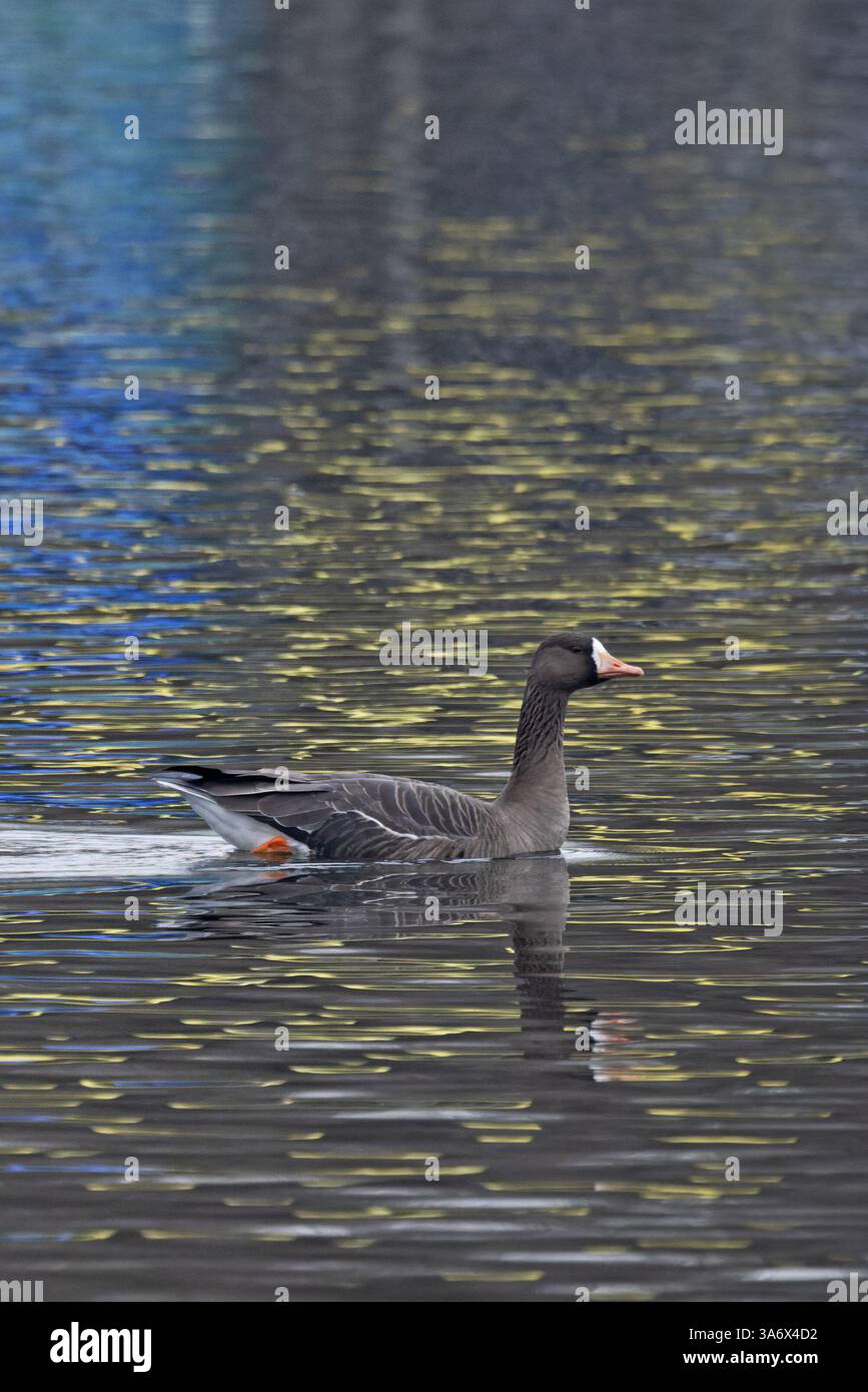 Eurasian White-fronted Goose (Anser albifrons) Norfolk January 2025 ...