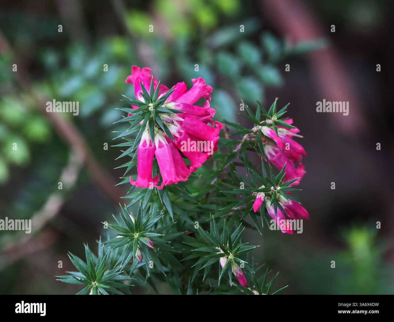 The flora of the heath hi-res stock photography and images - Alamy