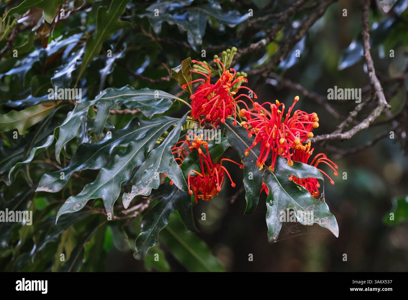 Fire wheel tree hi-res stock photography and images - Alamy