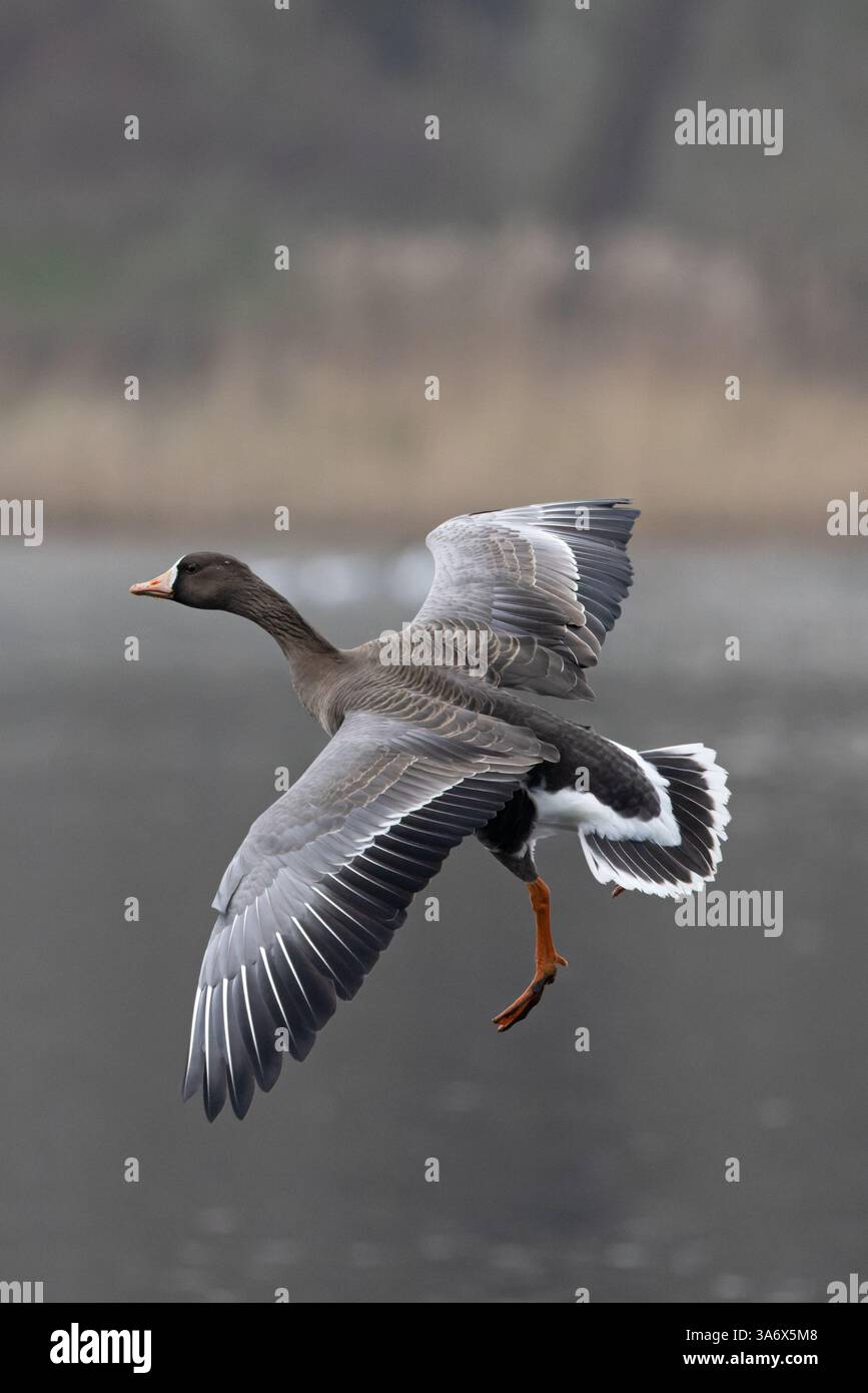 Eurasian White-fronted Goose (Anser albifrons) Norfolk January 2025 ...