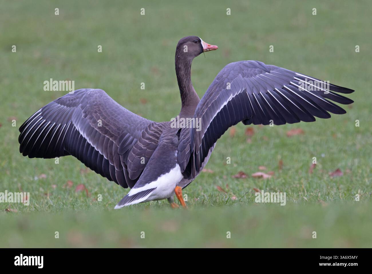 Eurasian White-fronted Goose (Anser albifrons) wings raised Norfolk ...