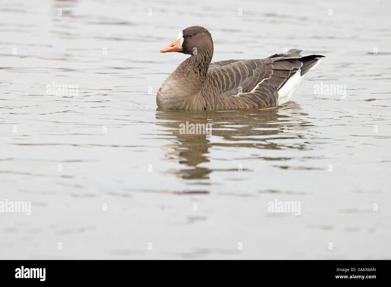 Eurasian White-fronted Goose (Anser albifrons) Norfolk January 2025 ...
