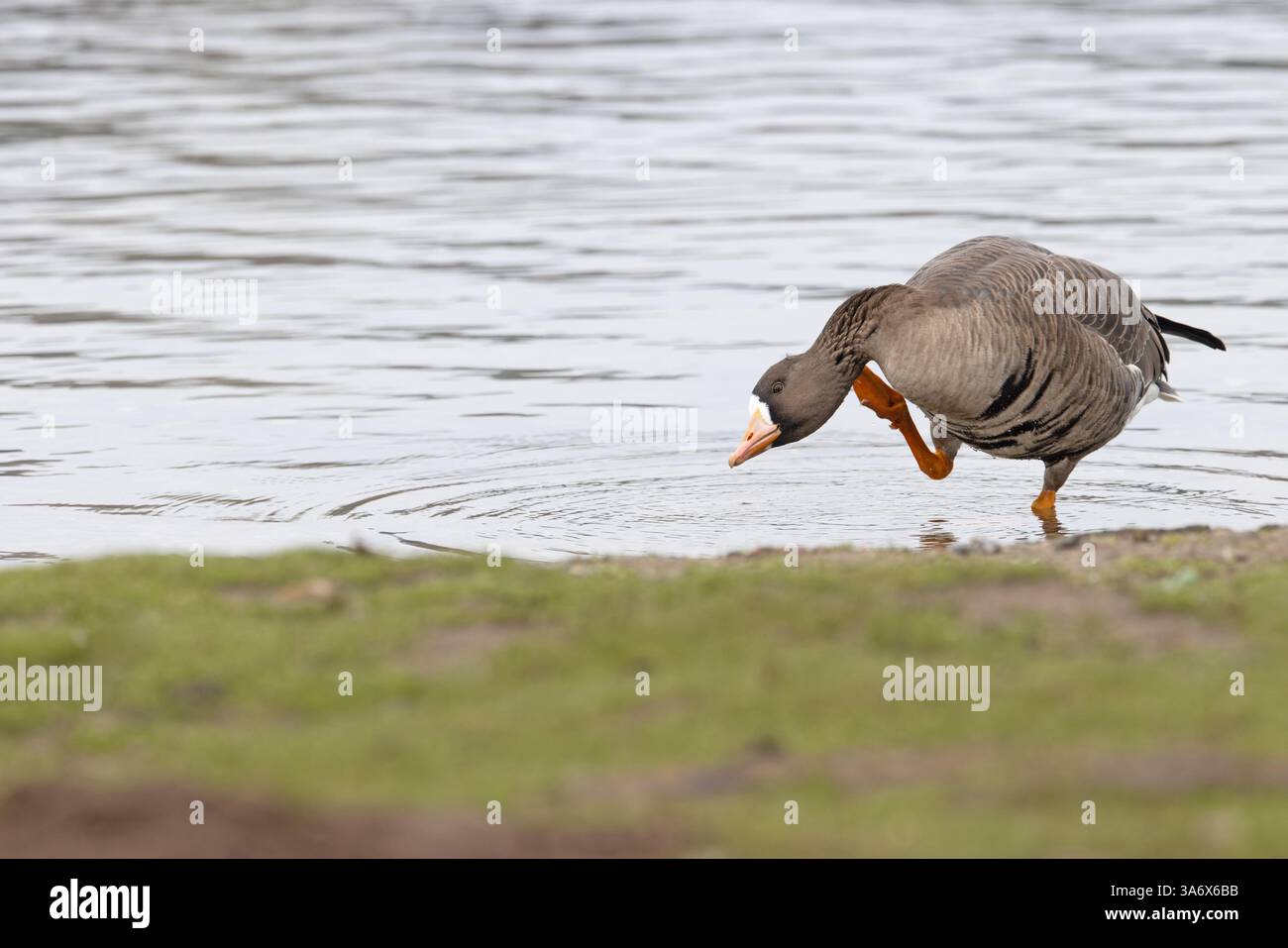 Eurasian White-fronted Goose (Anser albifrons) scratching neck Norfolk ...