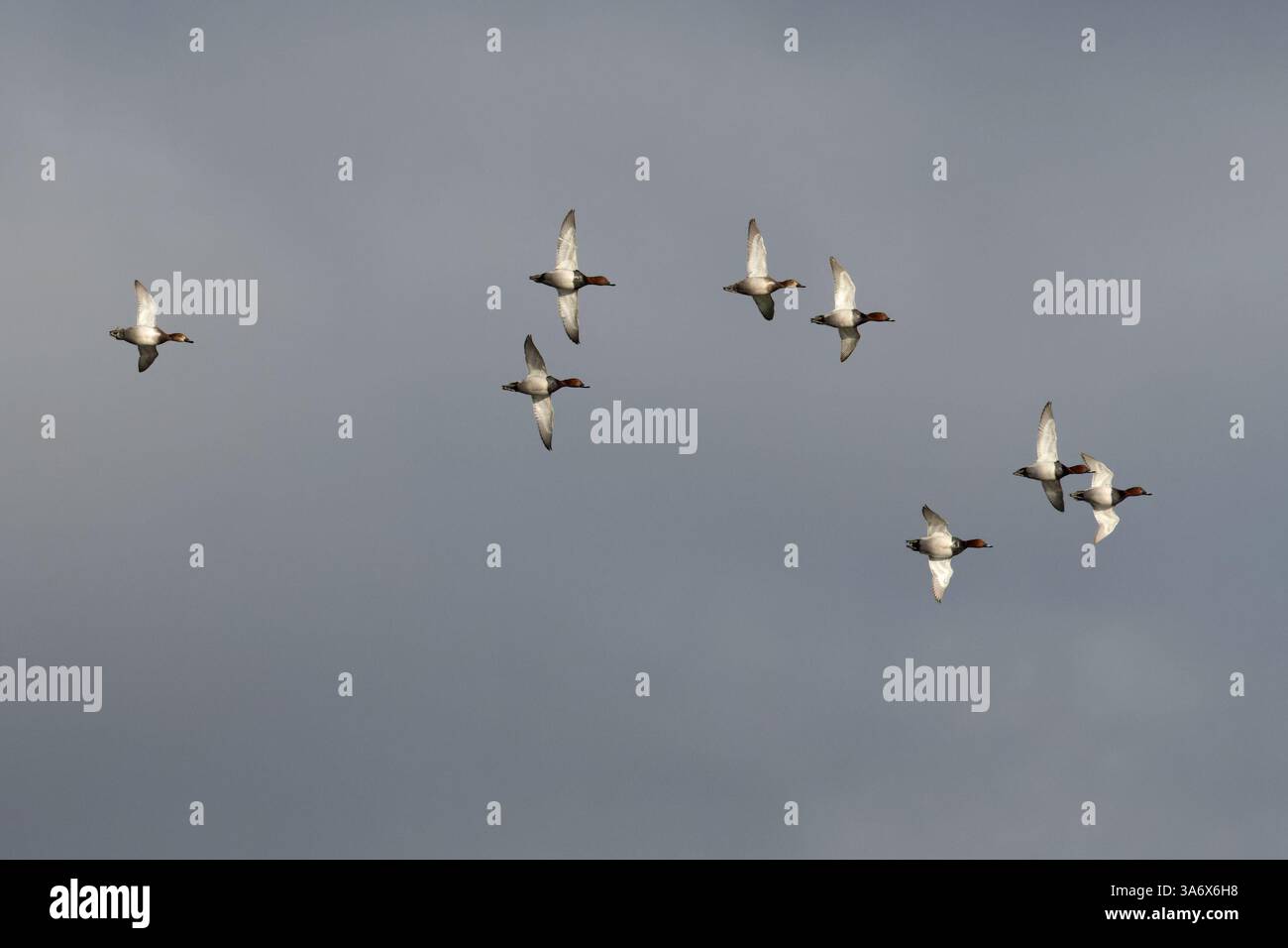 Common Pochard (Aythya ferina) Essex February 2025 Stock Photo - Alamy