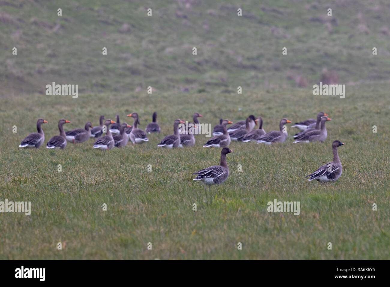Tundra Bean Goose (Anser serrirostris rossicus) with Greylag Geese (Anser anser) Texel ...