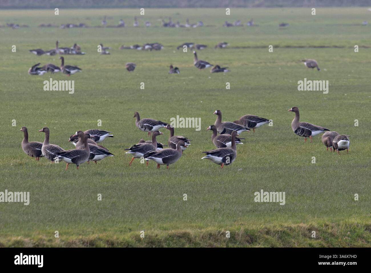 Eurasian White-fronted Goose (Anser albifrons) Texel Netherlands ...
